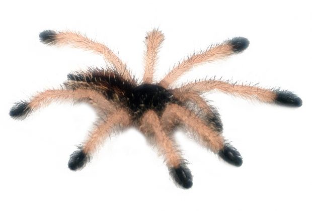 A Caring Guide for Pink Toed Tarantula - news of the north